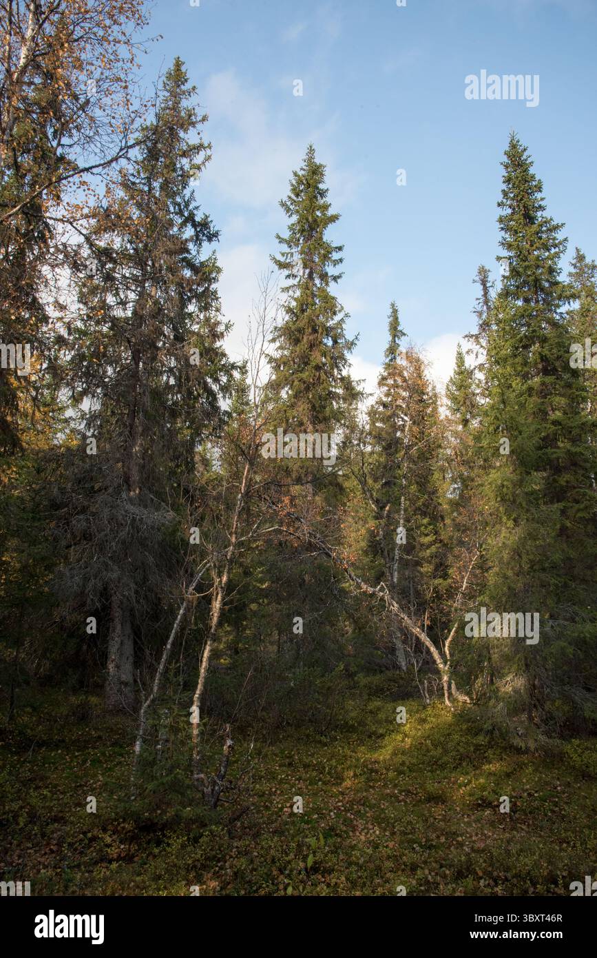 Ankarede was a medieval meeting point first for Sami people only and ...