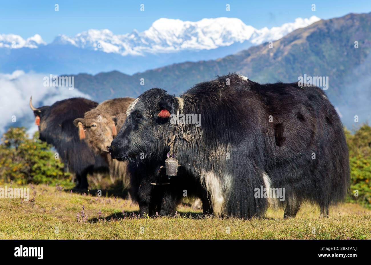 Yak or dzo in Himalayas mountains, beautiful view from the foothills of ...