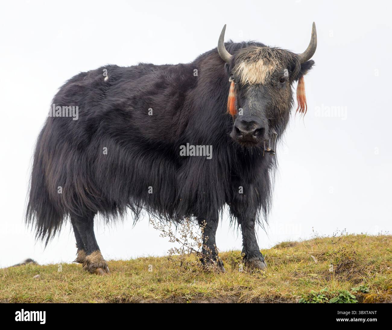 Yak or dzo, black and white yak isolated on white background, in latin ...