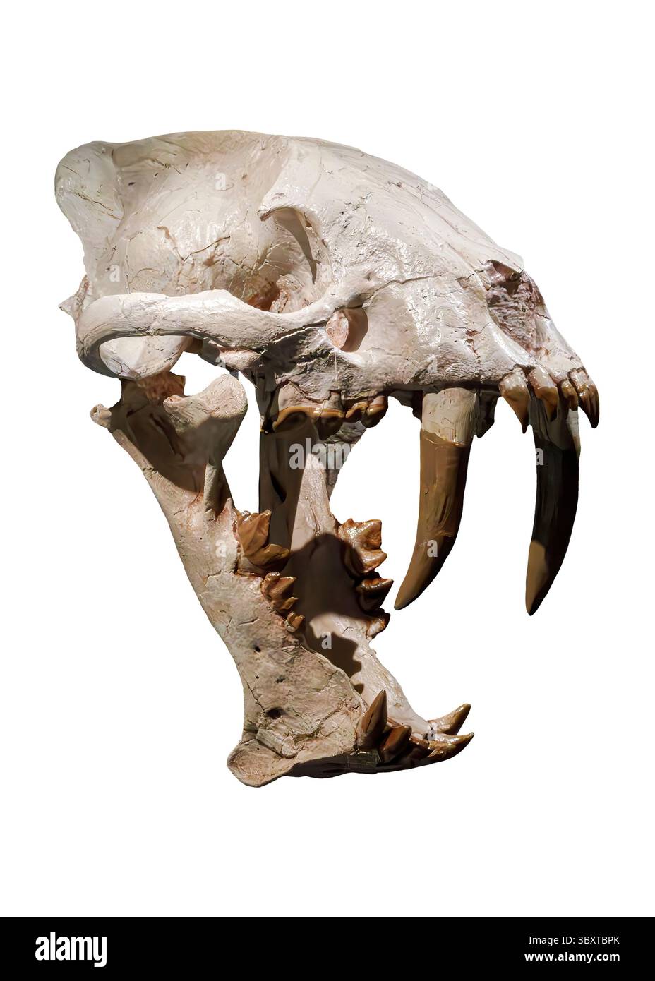 Saber toothed tiger cat Cut Out Stock Images & Pictures - Alamy