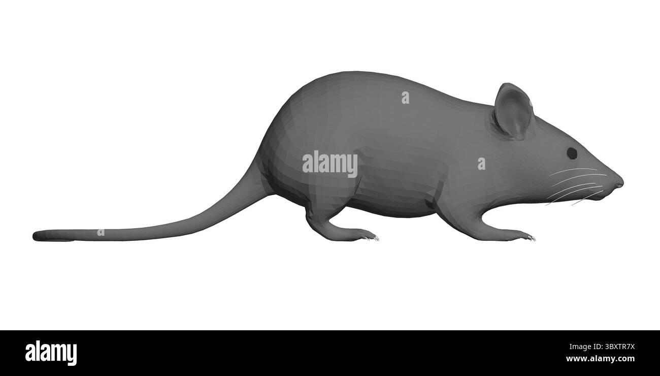 A gray mouse is shown in a white background. The mouse is drawn in a ...