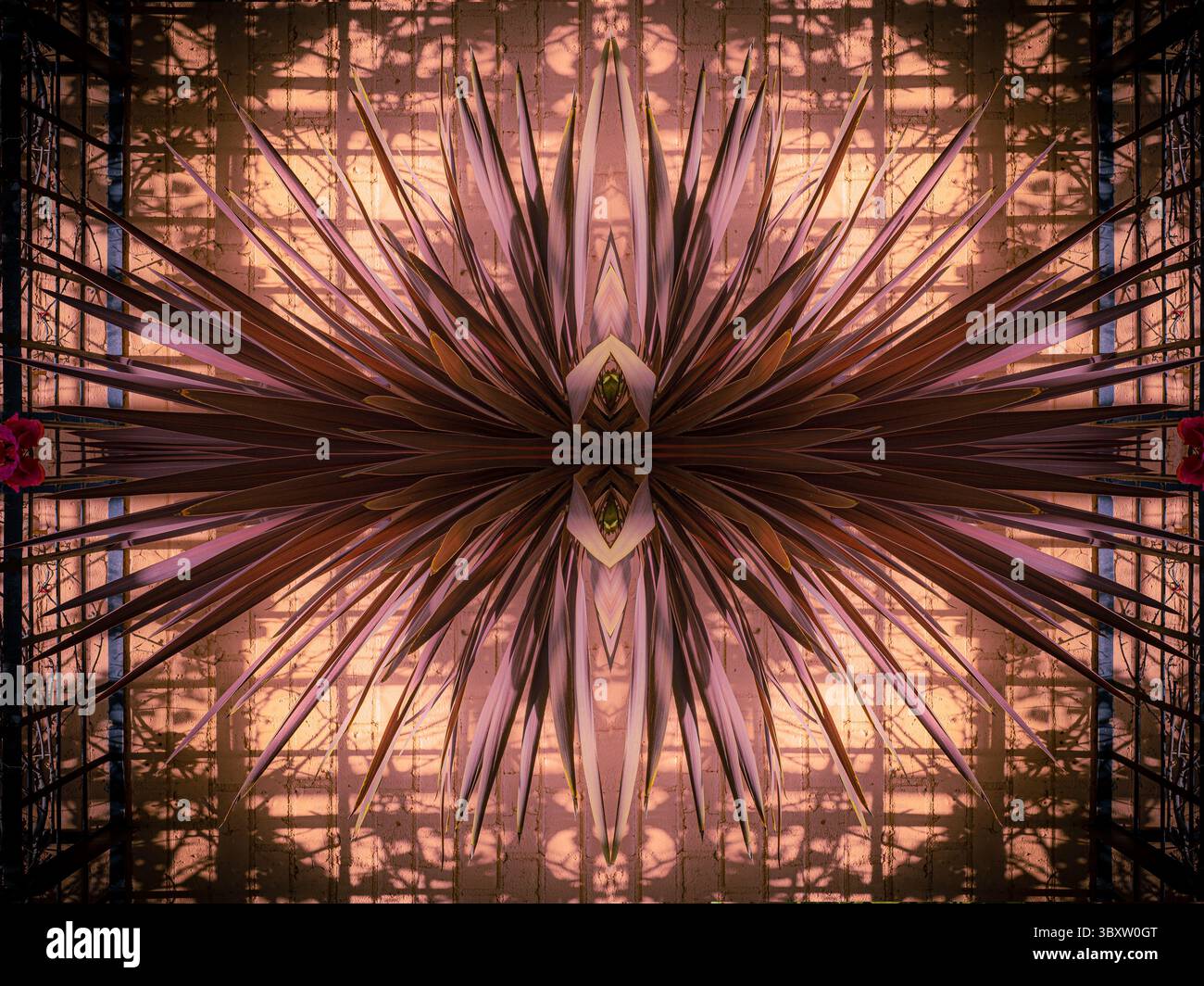 Soft plant shadows create abstract hi-res stock photography and images ...