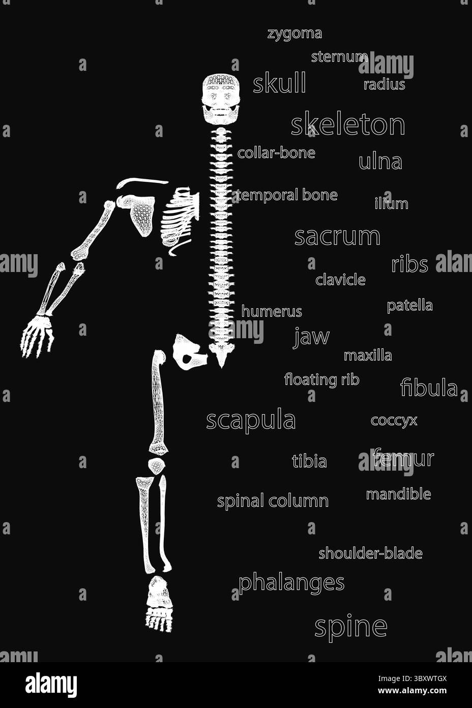 Human skeleton with labeled anatomy hi-res stock photography and images ...