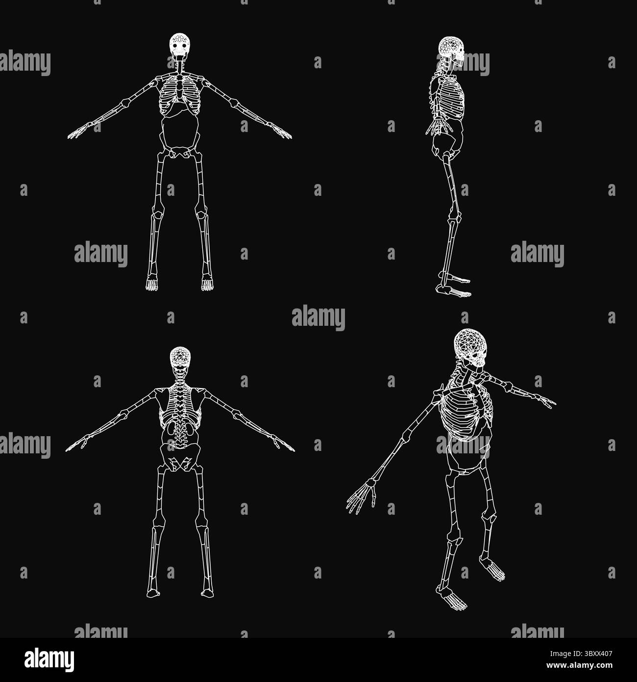 Human bones on display Stock Vector Images - Alamy