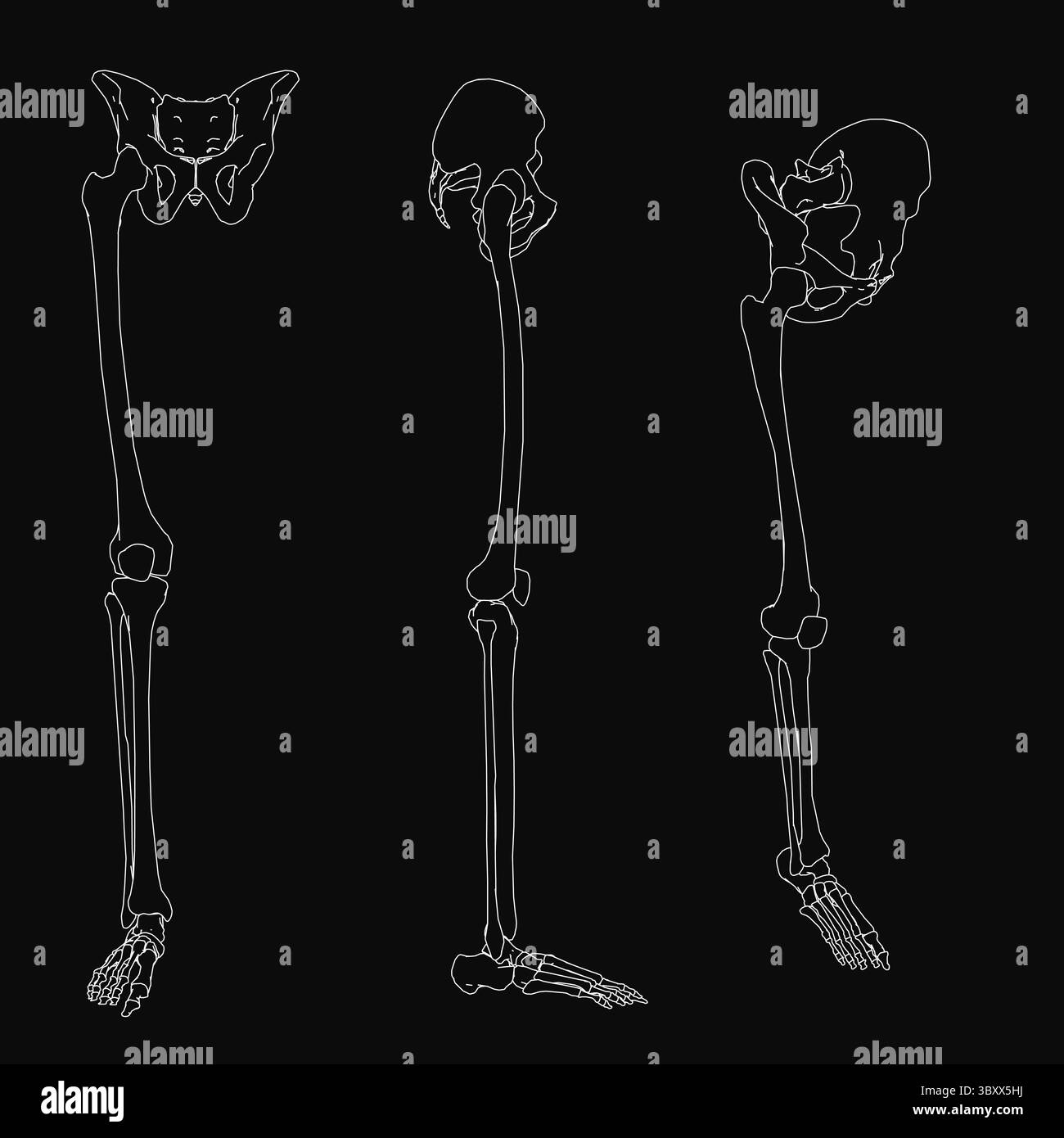 A human skeleton outline of the leg and thigh, featuring front, side ...