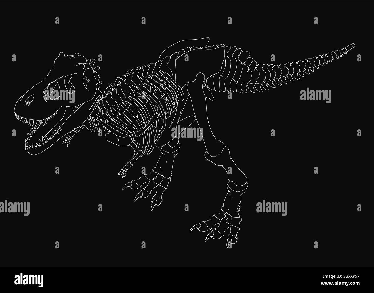 T-Rex skeleton illustration in black and white, detailed bones and ...