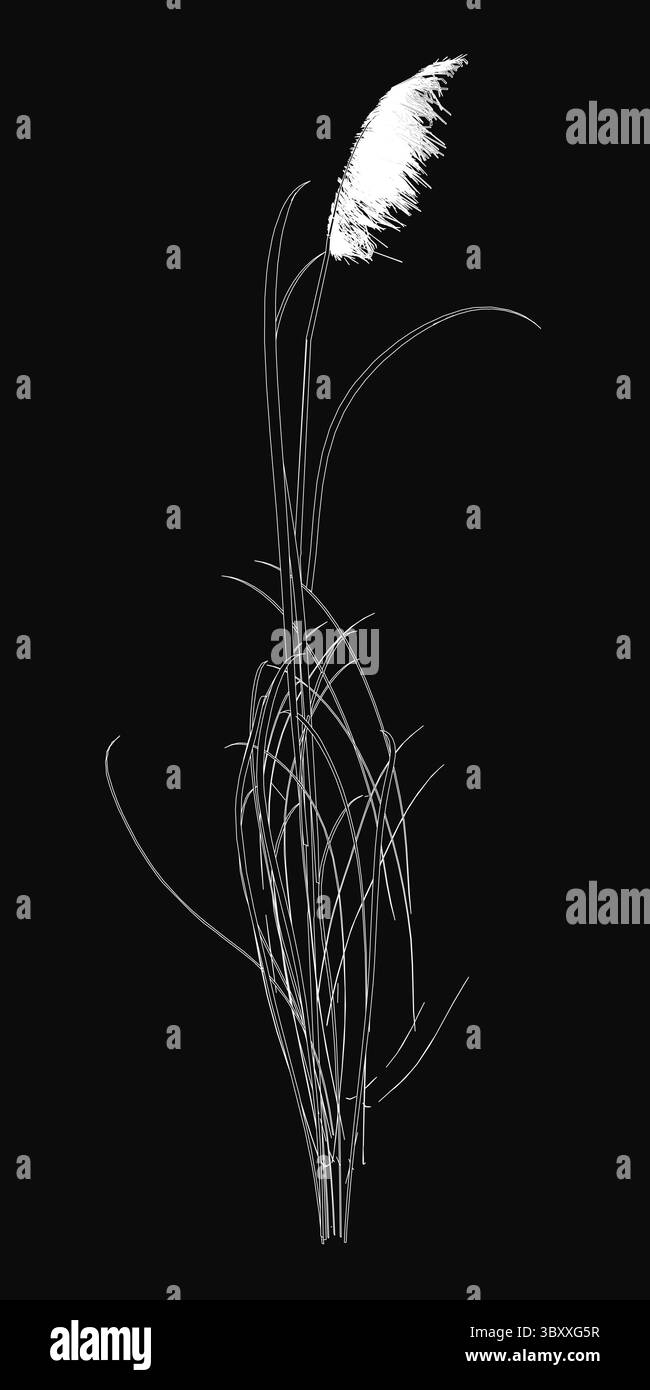 Plant slender Black and White Stock Photos & Images - Alamy