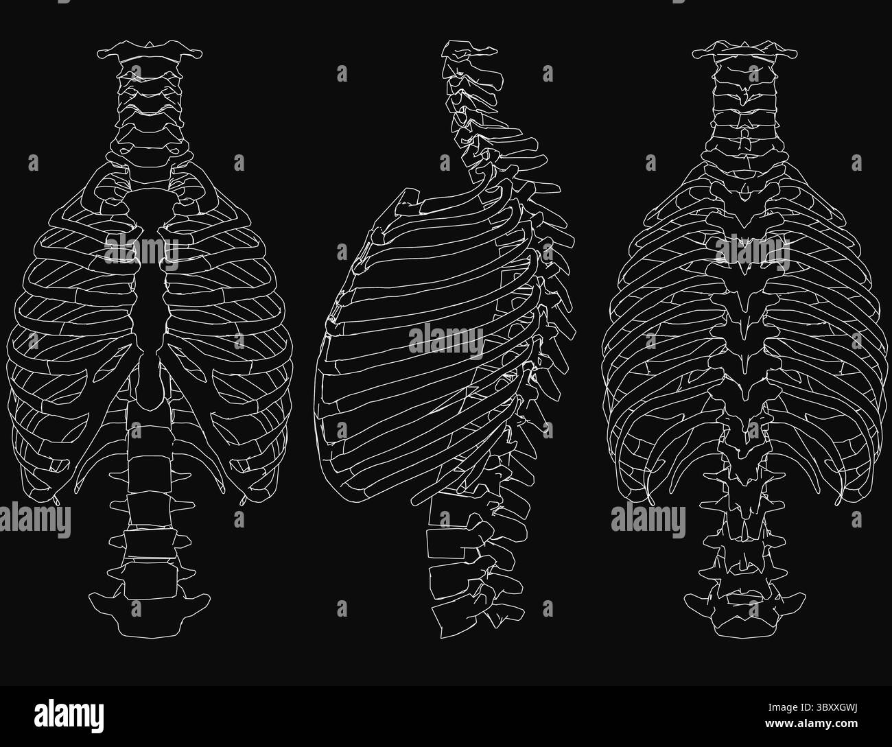 Bone shape formation Stock Vector Images - Alamy