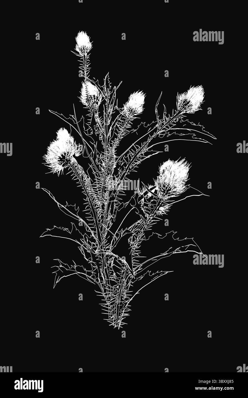 Showcasing elegant flowers Stock Vector Images - Alamy