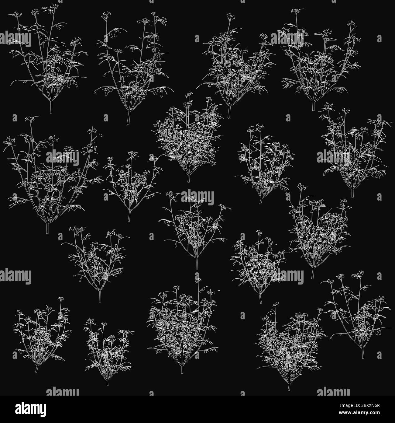 Delicate botanical arrangement Black and White Stock Photos & Images ...