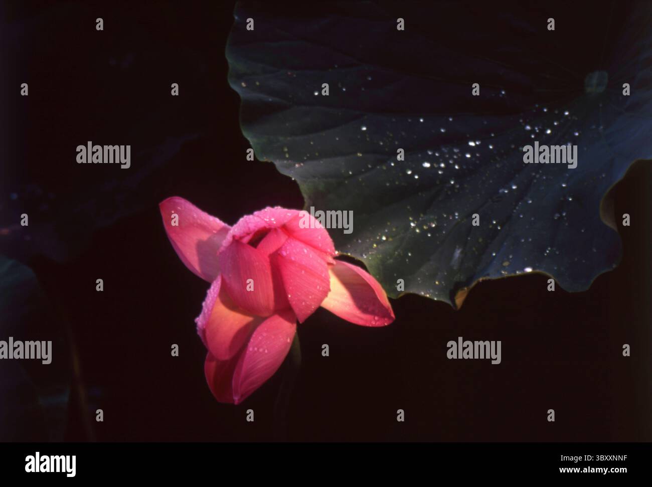 Dew‑Covered Pink Lotus Bud under Dark Leaf Stock Photo - Alamy