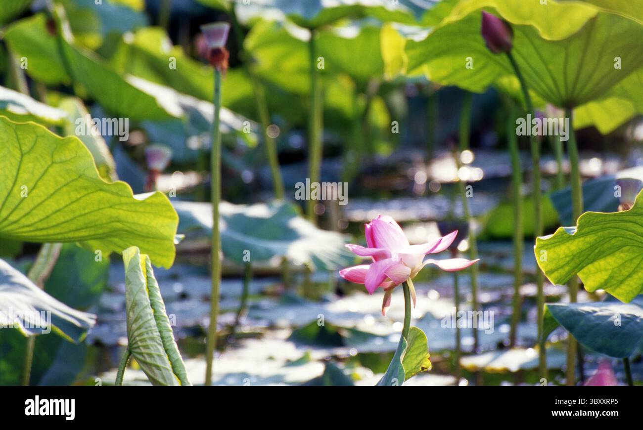 Lotus Pond with Single Pink Bloom and Seed Stems Stock Photo - Alamy