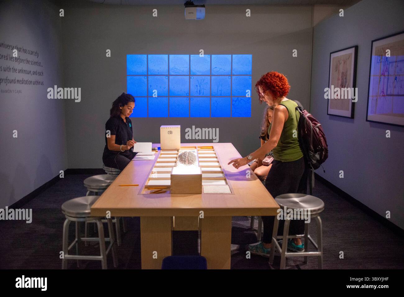 August 17, 2018, Boston, Massachusetts, USA: Brain exhibition Inside ...