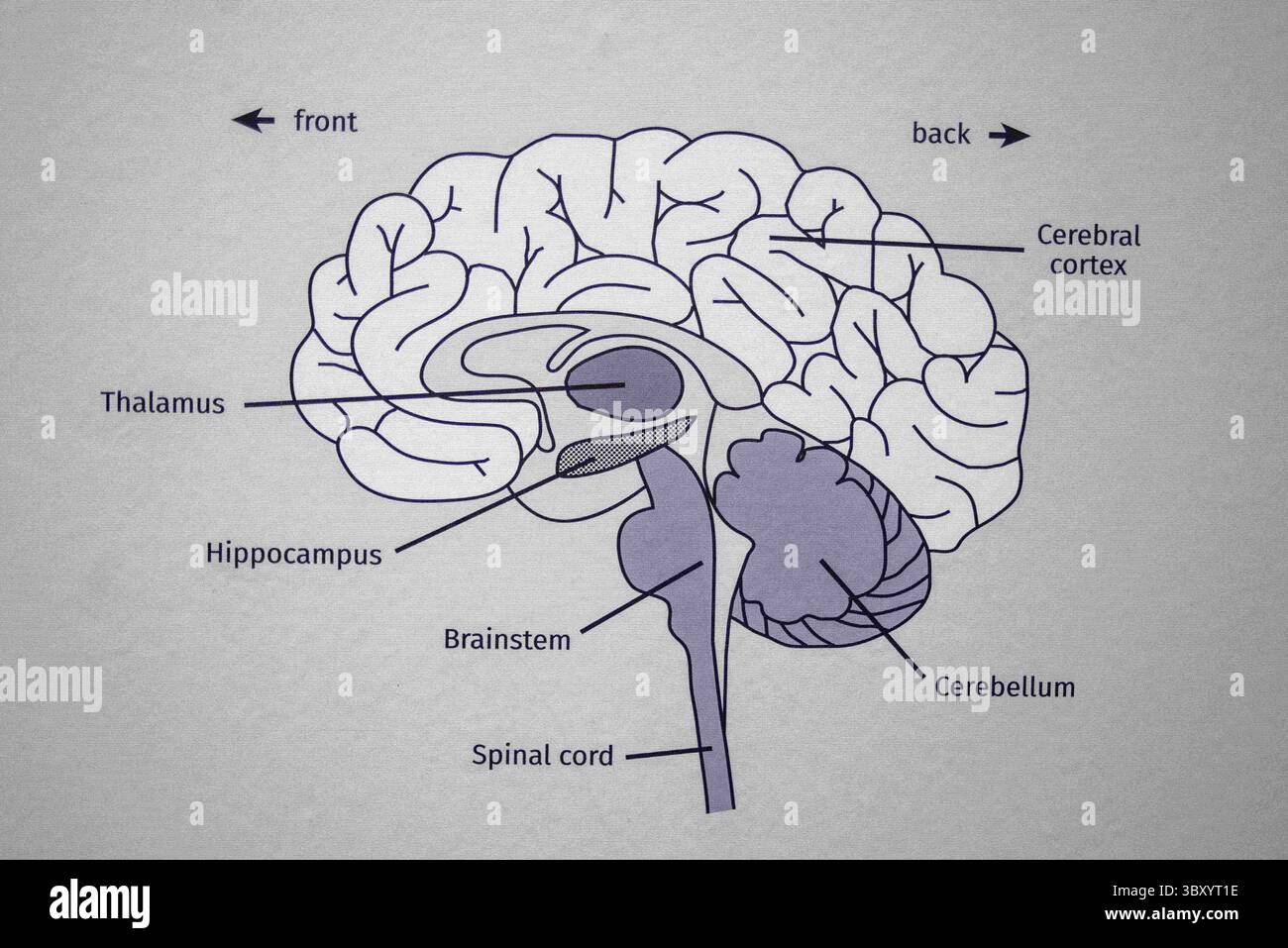 August 17, 2018, Boston, Massachusetts, USA: Whole brain picture ...
