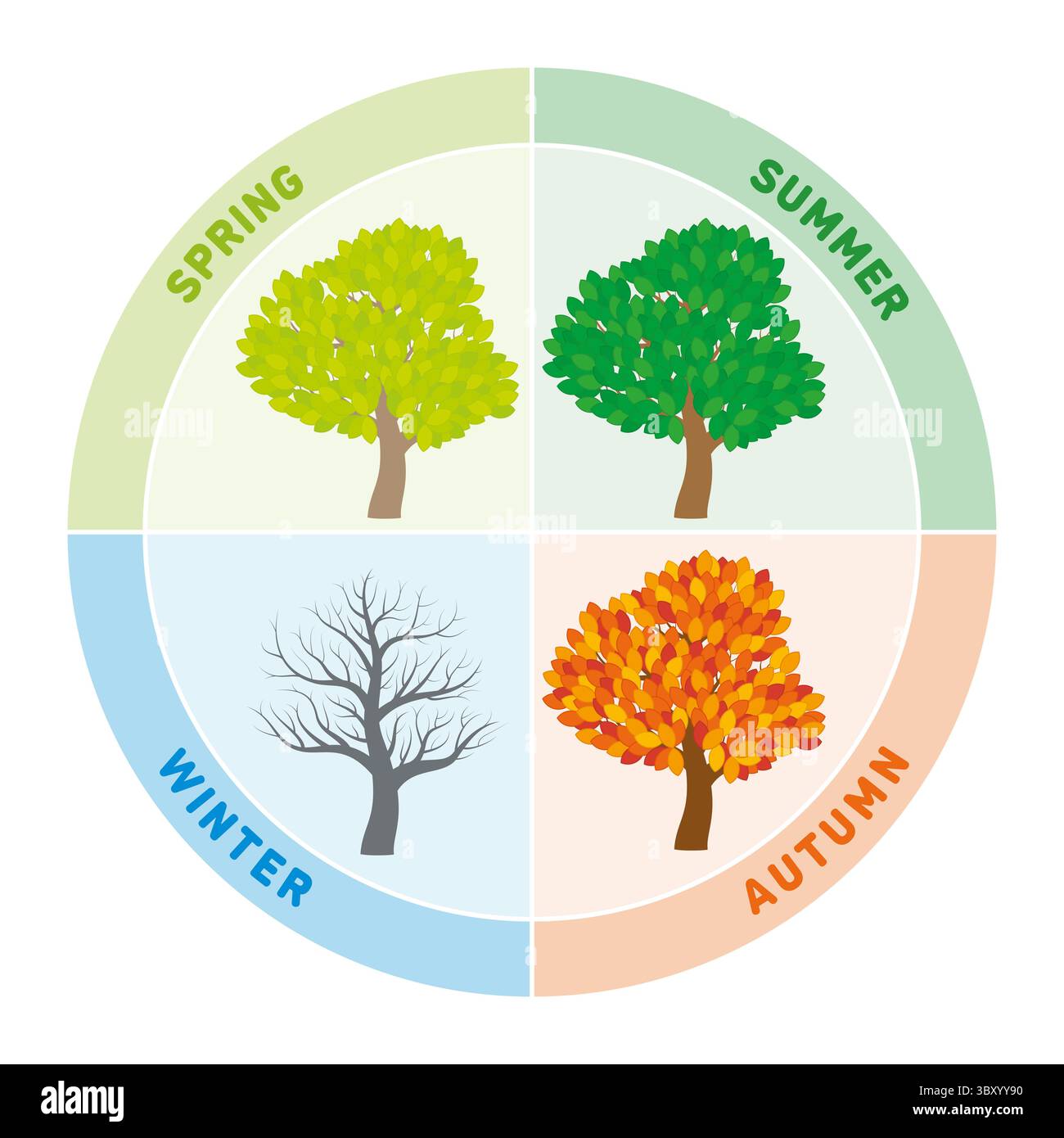 The four seasons represented by changing tree foliages. Multi colored annual cycle and wheel of ...