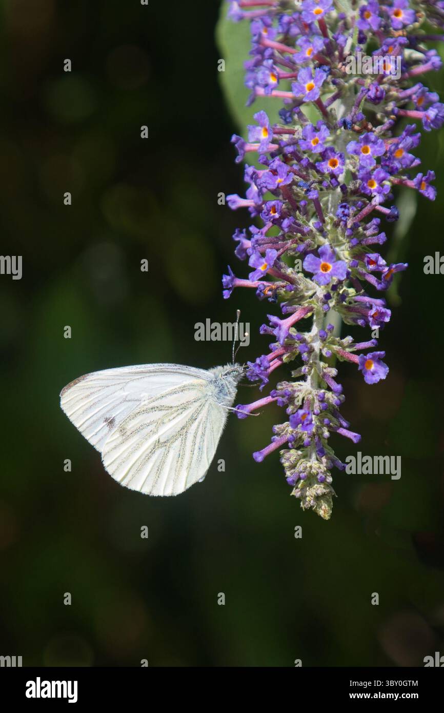 a close up of a small white butterfly, Pieris rapae, on a buddleia ...