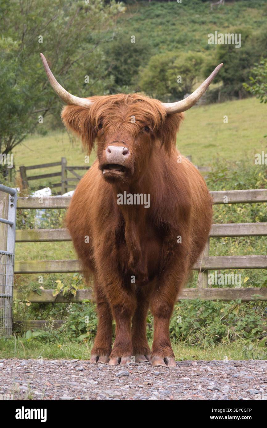 a close up portrait of a brown highland cow, Bos taurus taurus, with ...