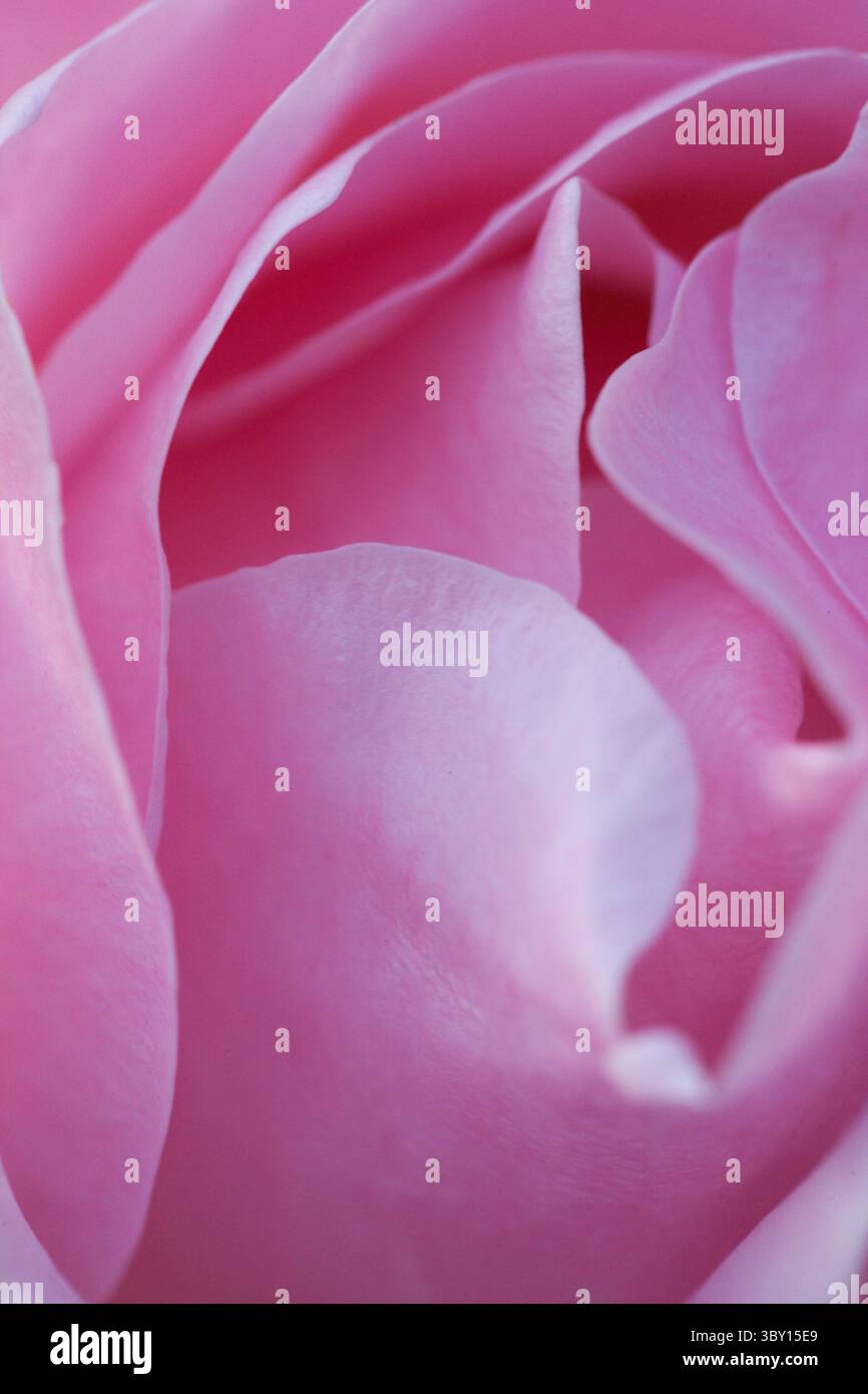 Peace, Rose, Detail, Pink and soft. Summer in Switzerland Stock Photo ...