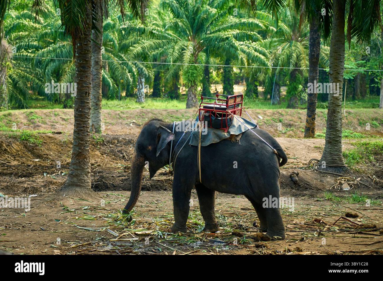 an elephant driver walks an elephant in the jungle Stock Photo - Alamy
