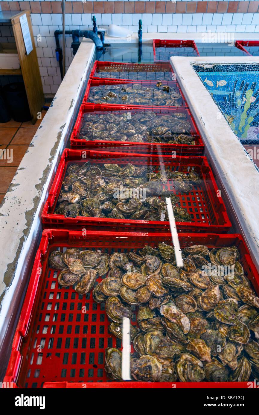Fresh oysters in tanks of water at the seafood market in the fishing ...