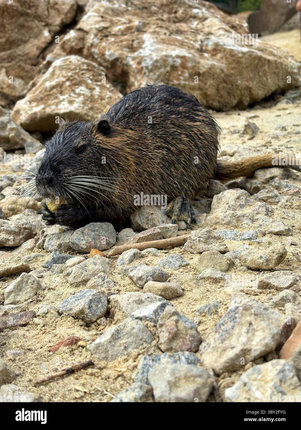 Portrait of a black nutria eating cereal bran in a Ukrainian zoological ...