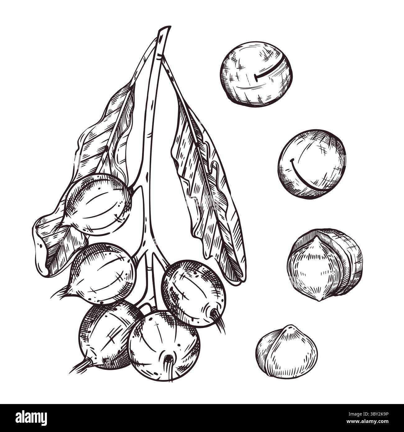 Vector illustration set, macadamia nut. A branch with unripe nuts ...