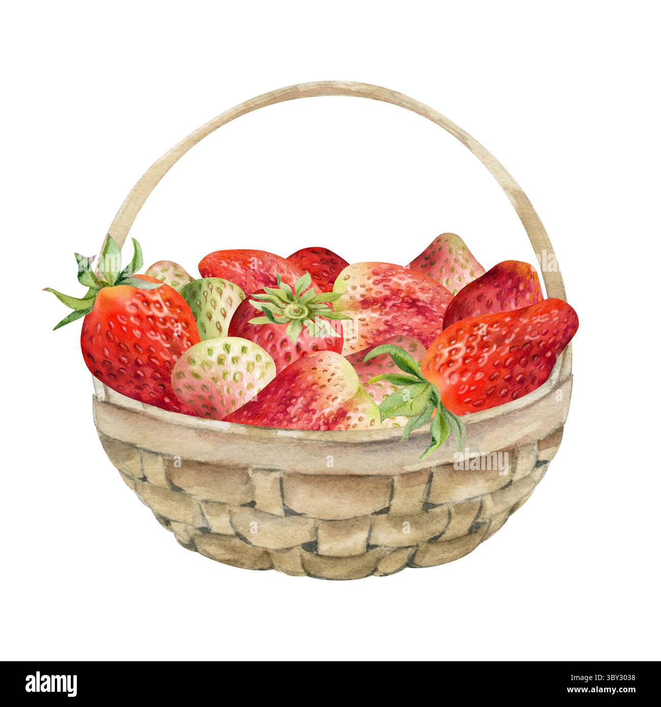 Strawberry in weaved basket, hand drawn in watercolor, ripe picked ...