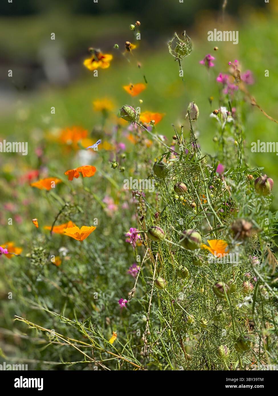 London uk wildflower meadow hi-res stock photography and images - Alamy