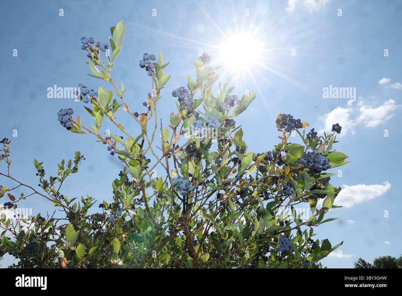 Langenwolschendorf, Germany. 19th July, 2025. Blueberries hanging from ...