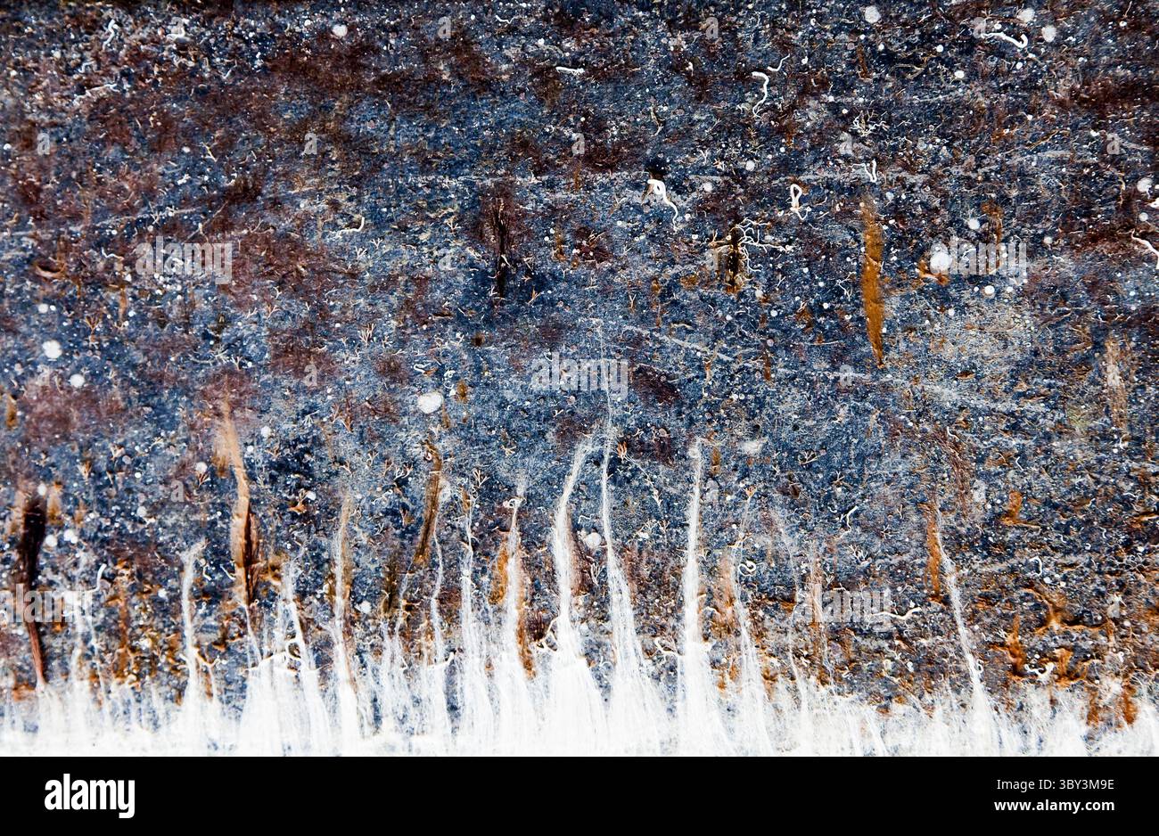 Dark algae hi-res stock photography and images - Alamy
