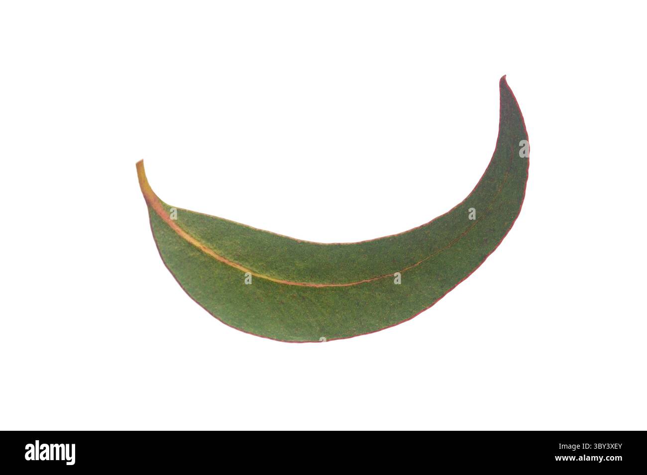 Eucalyptus elongated green leaves hi-res stock photography and images ...