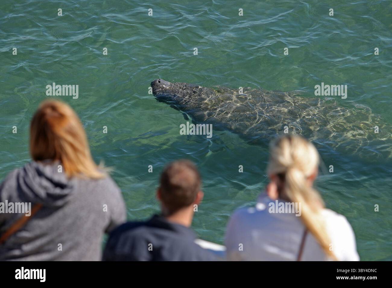 Manatee lagoon 2 jpg hi-res stock photography and images - Alamy