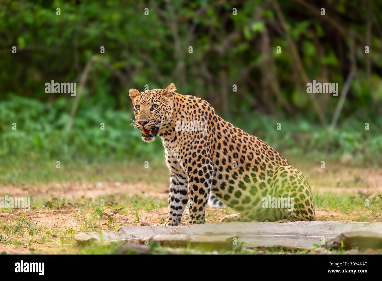wild indian dominant male leopard panther panthera pardus sitting pose ...