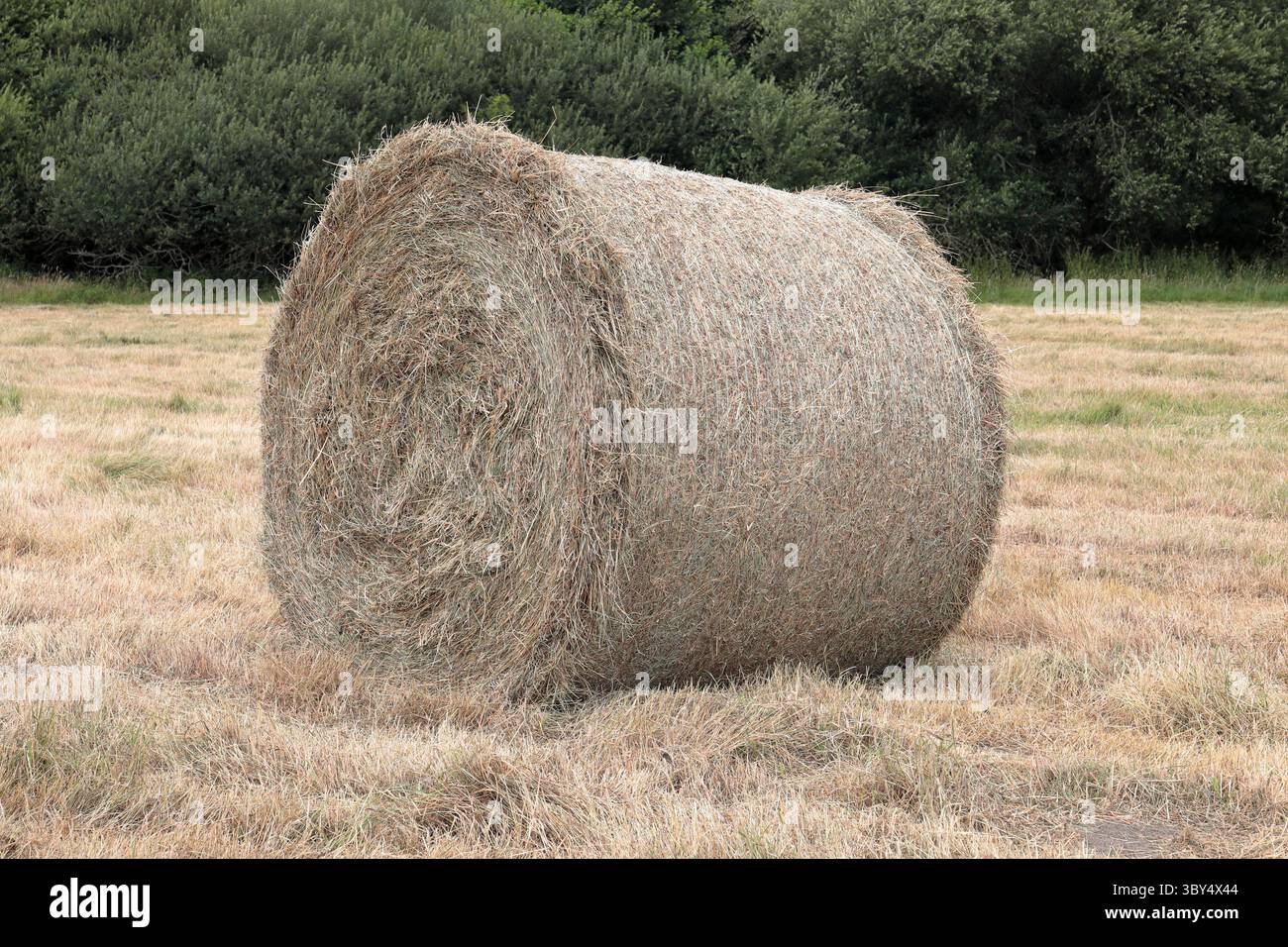 A bale of hay in a field of dry brown grass with green trees beyond ...