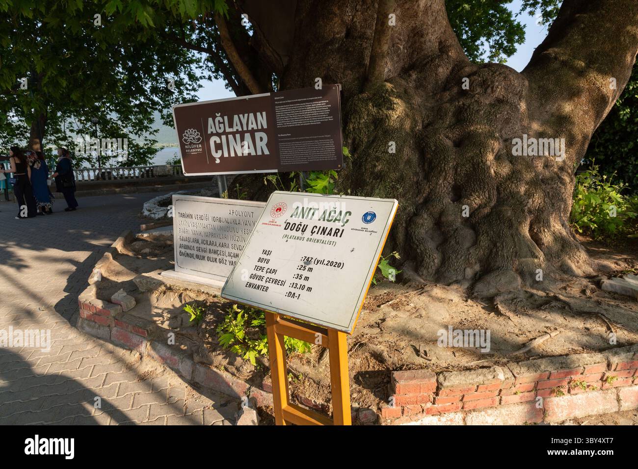 Golyazi, Bursa, Turkiye - 15 June 2025: Aglayan Cinar, The Weeping ...