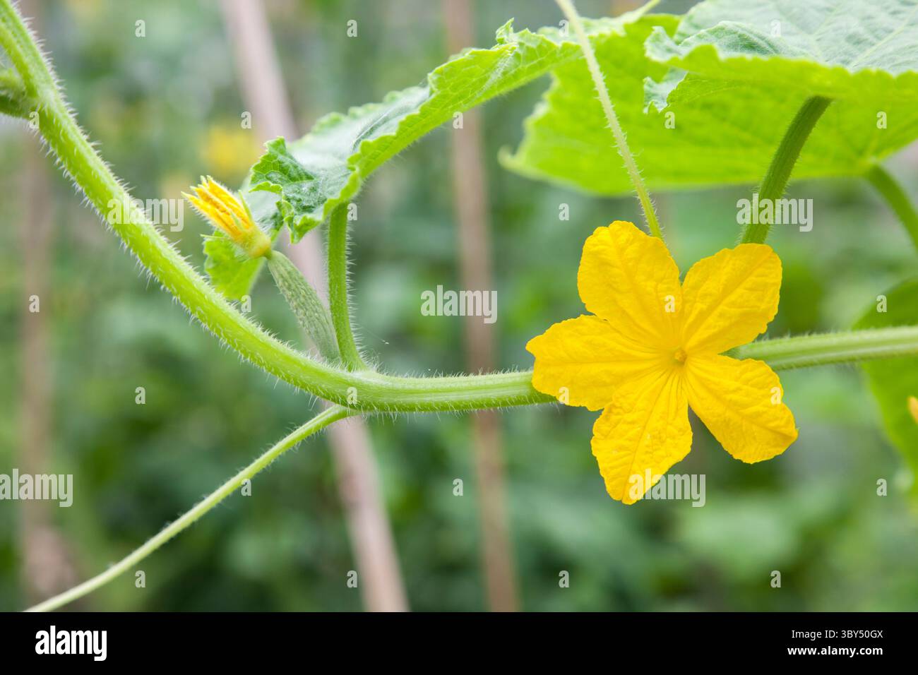 Cucumber growing in vegetable hi-res stock photography and images - Alamy