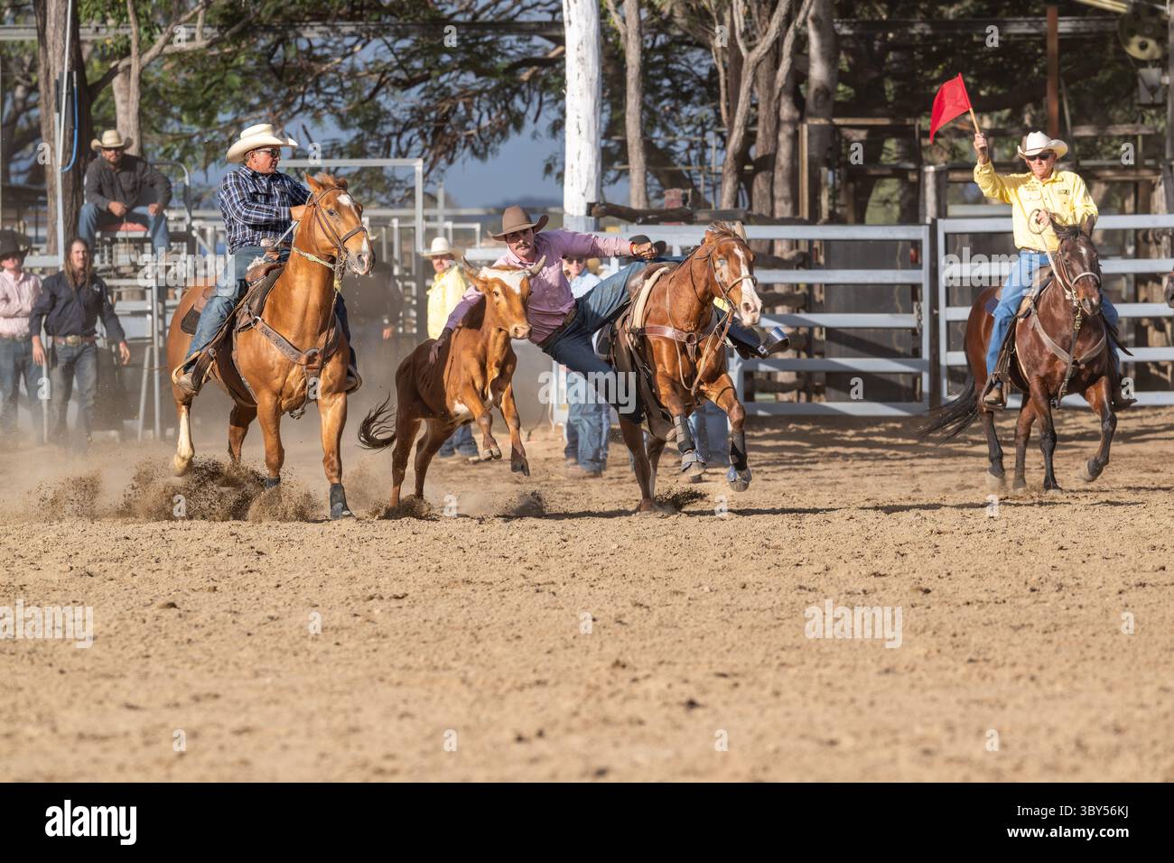 Team steer wrestling rodeo event with cowboy leaping from his horse ...
