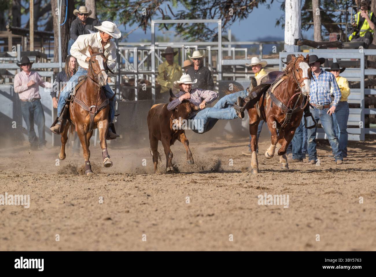 Team steer wrestling rodeo event with cowboy leaping from his horse ...