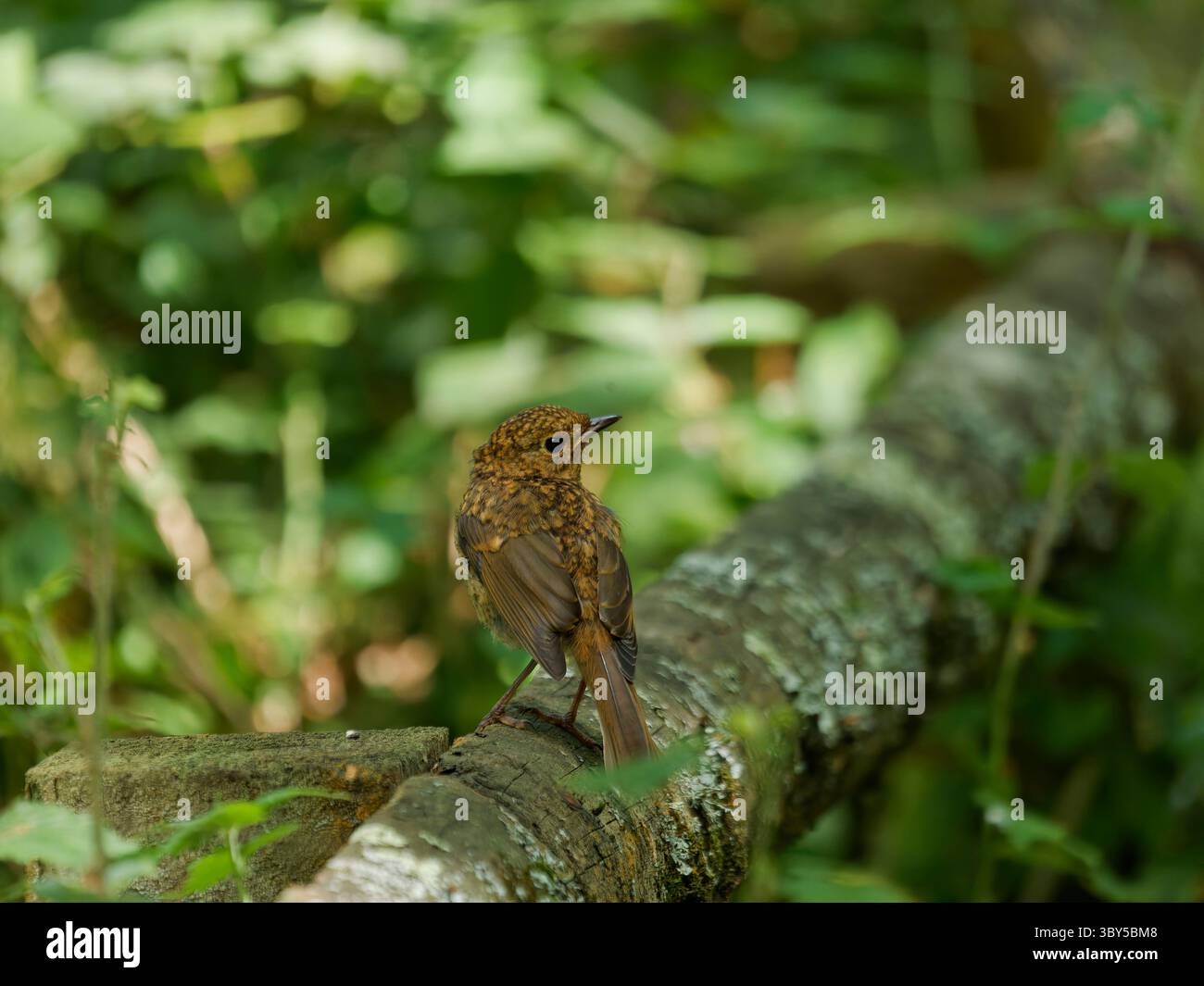 Robin fledgling on a branch Stock Photo - Alamy