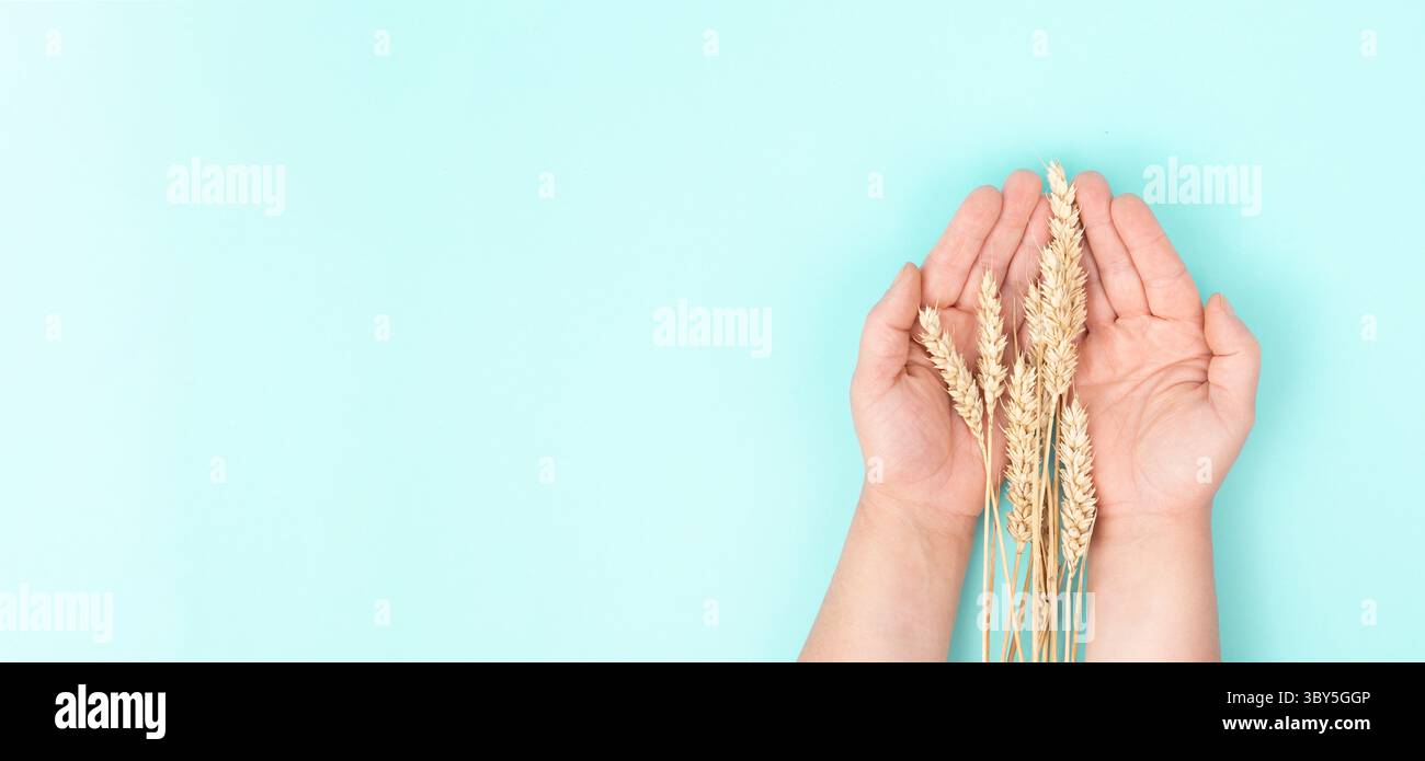 Holding wheat ears, gluten intolerance, celiac disease or grain allergy ...