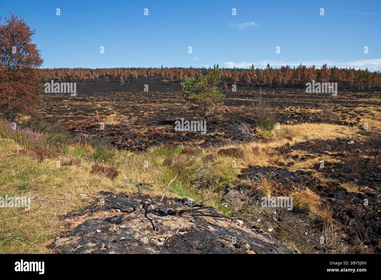 Uk wildfire 2025 hi-res stock photography and images - Alamy