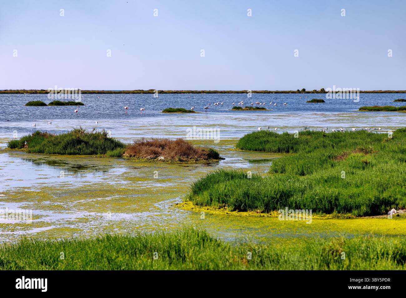 Flamingos in the lagoon of korba hi-res stock photography and images - Alamy