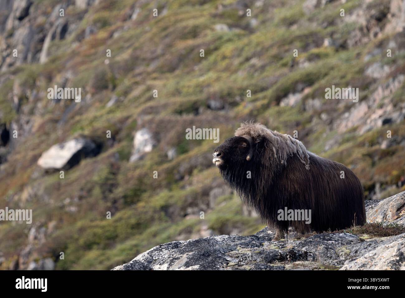 A musk ox (Ovibos moschatus) stands on a rocky outcrop on the Bear ...