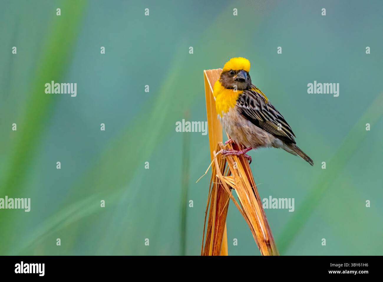 The baya weaver is a weaverbird found across the Indian Subcontinent and Southeast Asia Stock ...