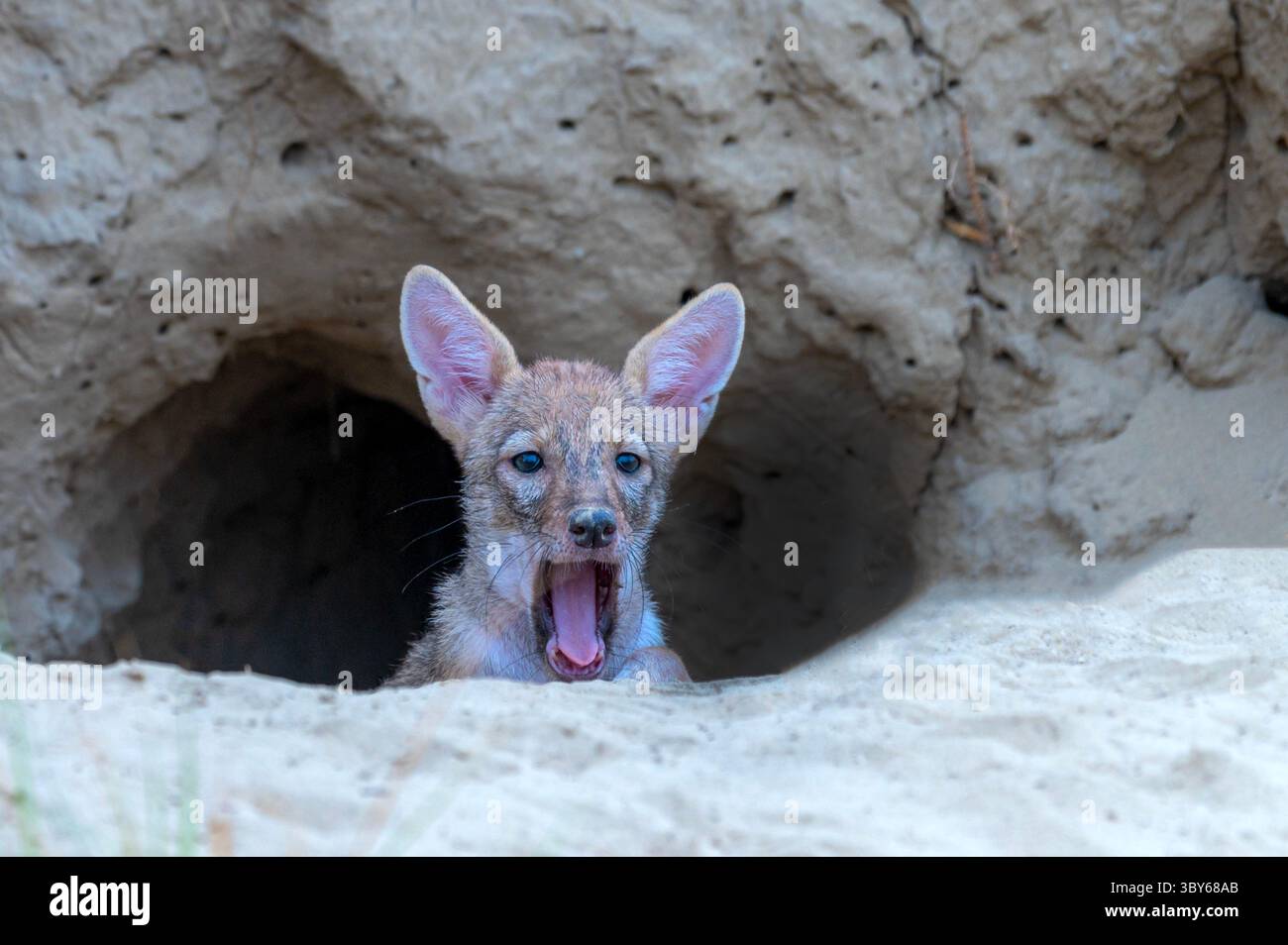 The golden jackal, also called the common jackal, is a wolf-like canid ...