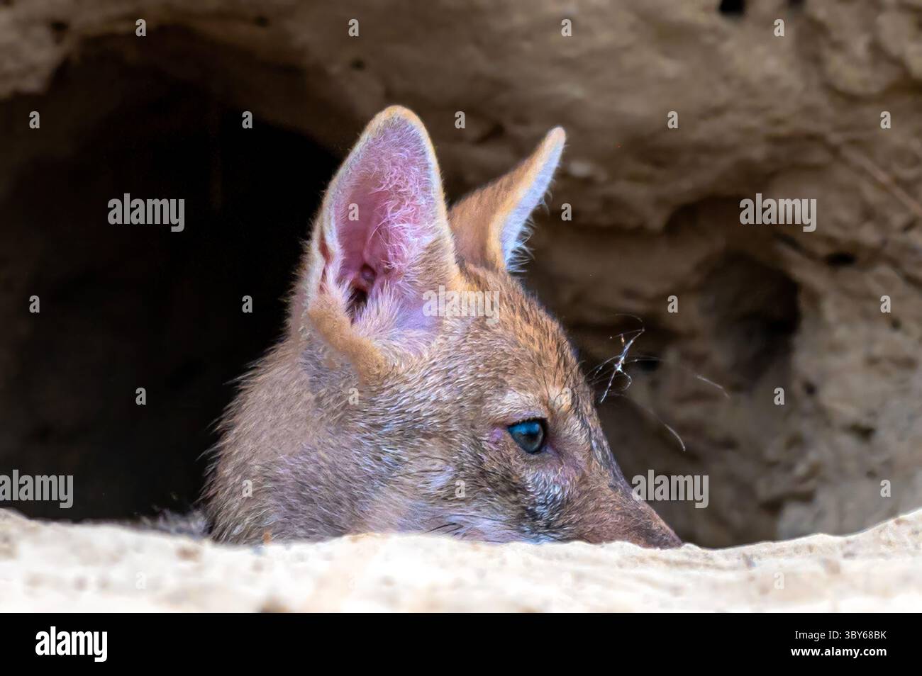 The golden jackal, also called the common jackal, is a wolf-like canid ...