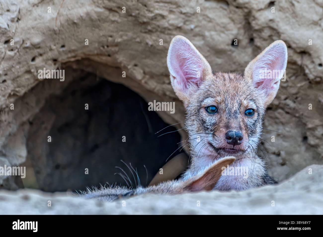 The golden jackal, also called the common jackal, is a wolf-like canid ...