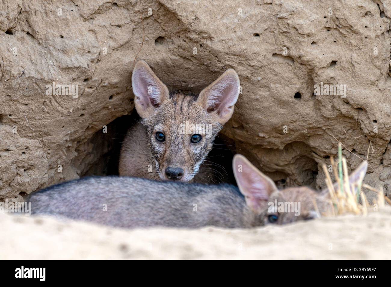 The golden jackal, also called the common jackal, is a wolf-like canid ...