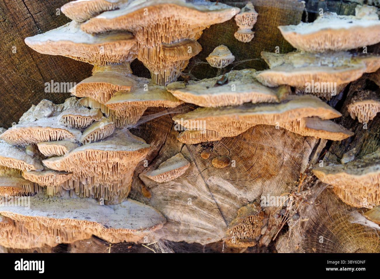 Close-up of bracket fungi growing on a cut tree stump. Fungi are ...