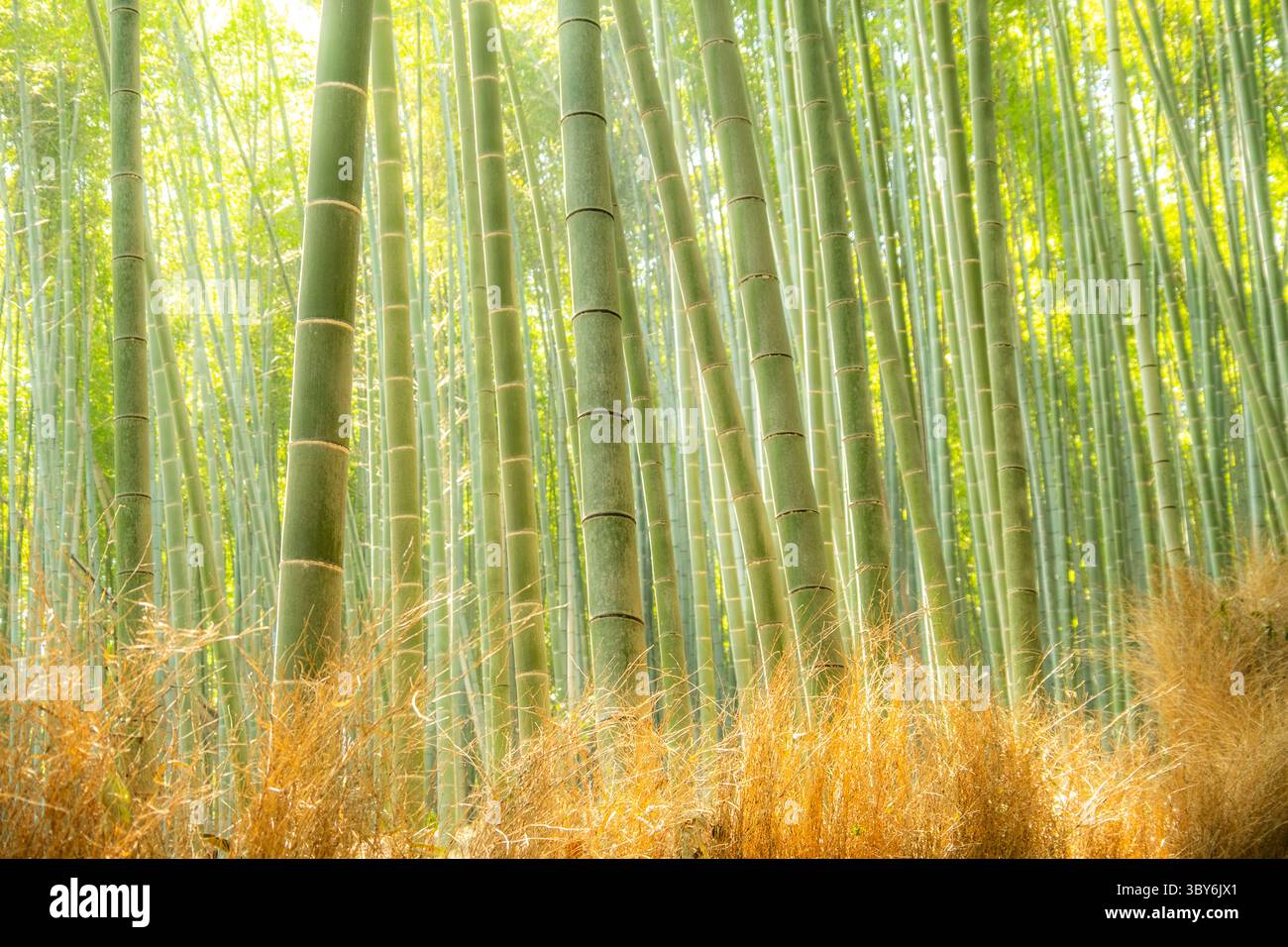 Famous bamboo grove one hi-res stock photography and images - Alamy
